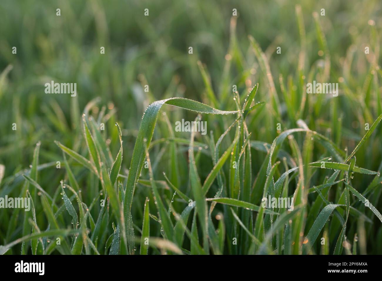Young wheat plants growing on the soil, Amazingly beautiful endless ...