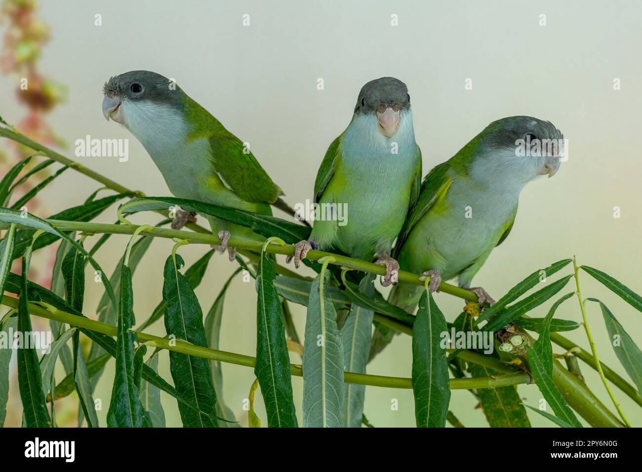 Sierra parakeet hi-res stock photography and images - Alamy