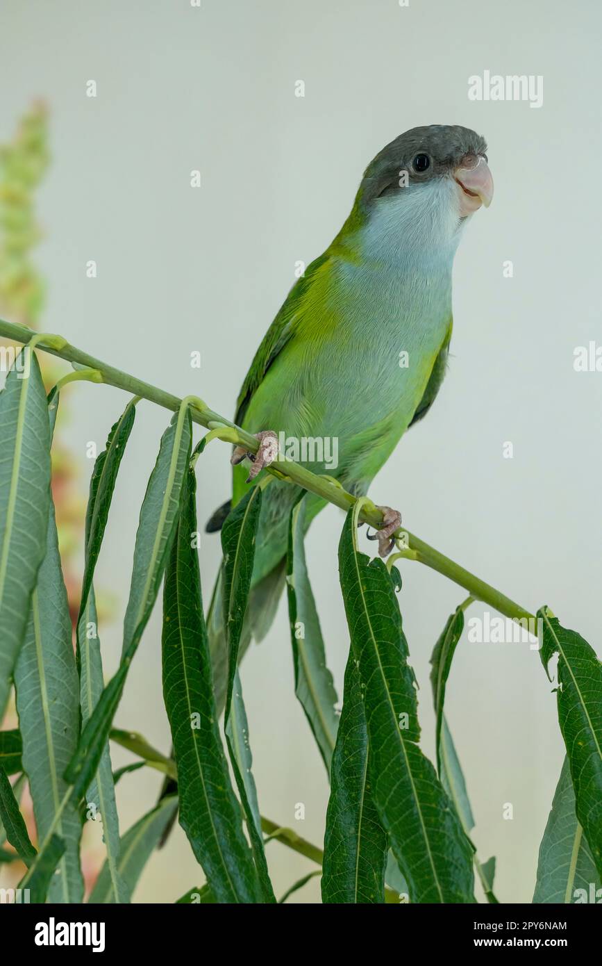 grey-hooded parakeet or Aymara parakeet Stock Photo - Alamy