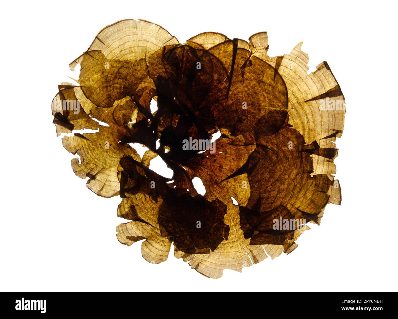 Algae isolated on white. macro view Stock Photo - Alamy