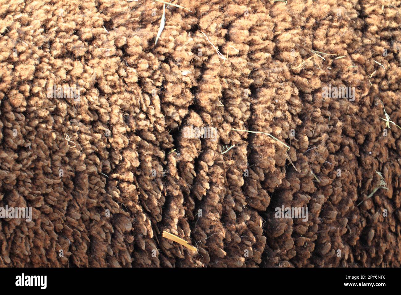 Sheep wool texture hi-res stock photography and images - Alamy
