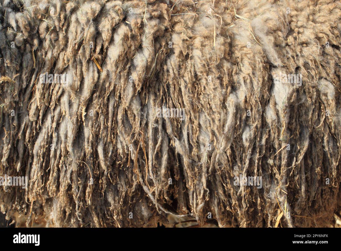 Sheep wool texture hi-res stock photography and images - Alamy