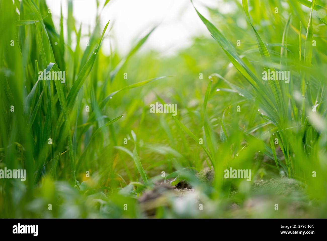 Young wheat plants growing on the soil, Amazingly beautiful endless ...