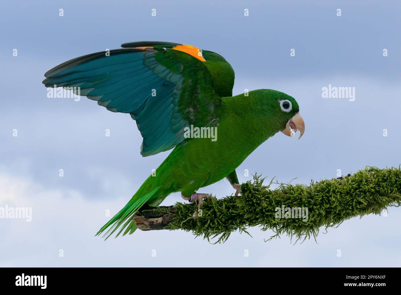 Golden winged parakeet hi-res stock photography and images - Alamy