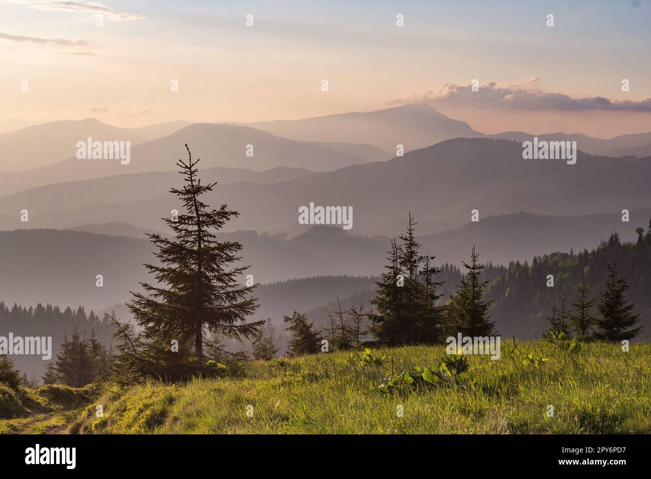 Panoramic landscape hills pine hi-res stock photography and images - Alamy