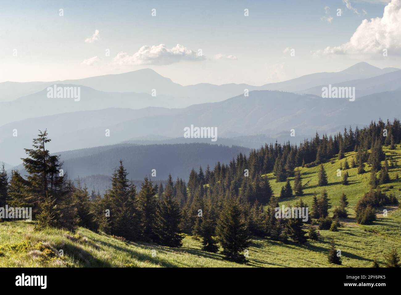 Spruce trees in highlands landscape photo Stock Photo - Alamy