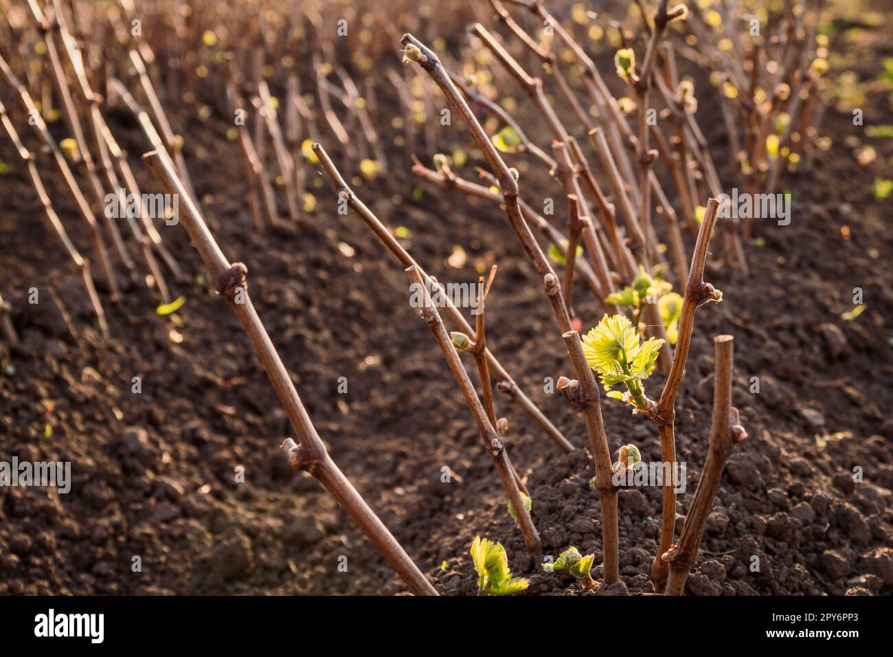 Seedling banner hi-res stock photography and images - Alamy