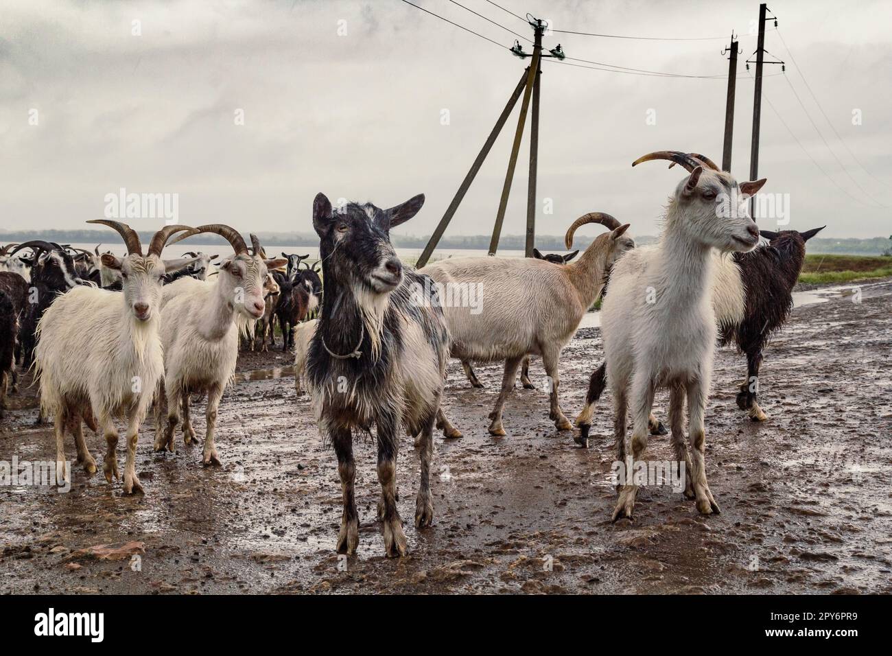 Goats in pasture scenic photography Stock Photo - Alamy