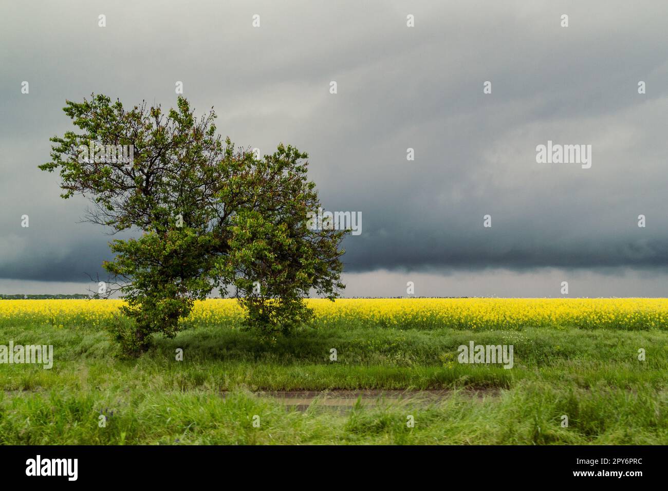 Beautiful landscape tree field hi-res stock photography and images - Alamy