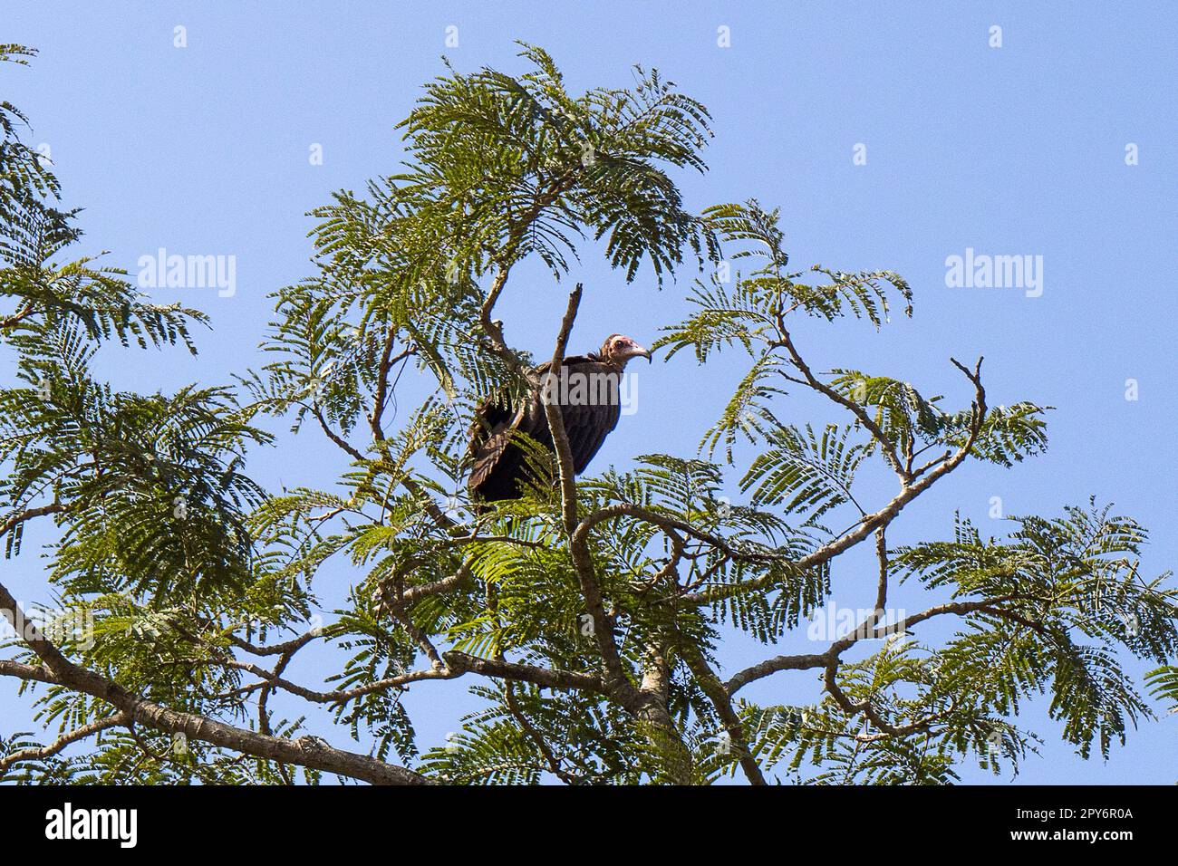 Ear gaier hi-res stock photography and images - Alamy