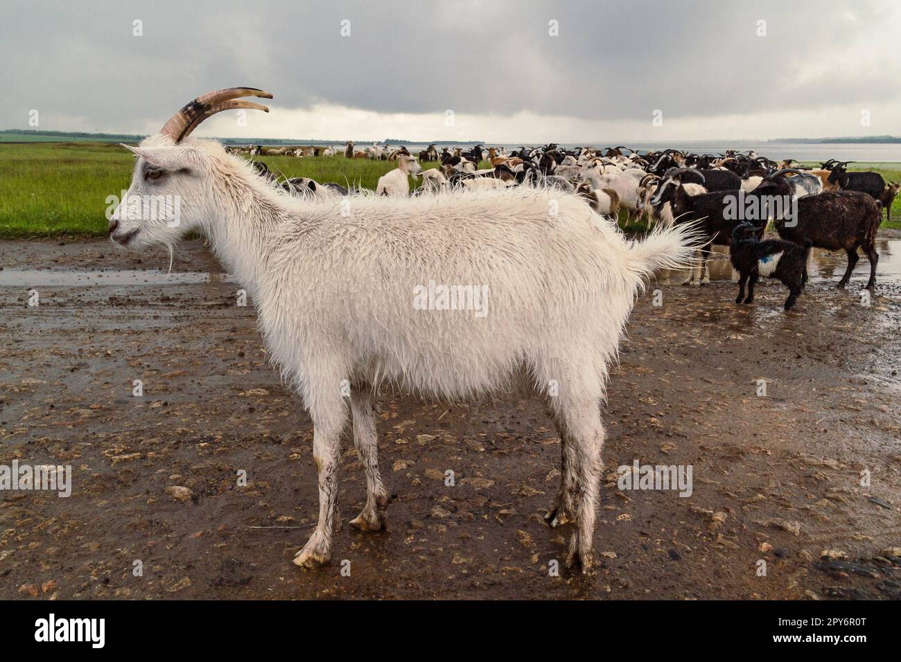 Close up full body goat concept photo Stock Photo - Alamy