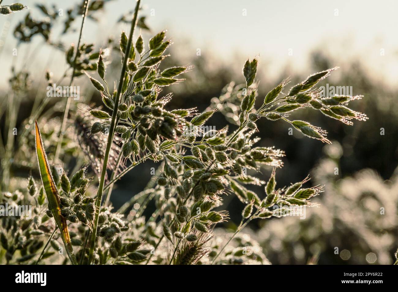 Close up dew on growing plants concept photo Stock Photo - Alamy