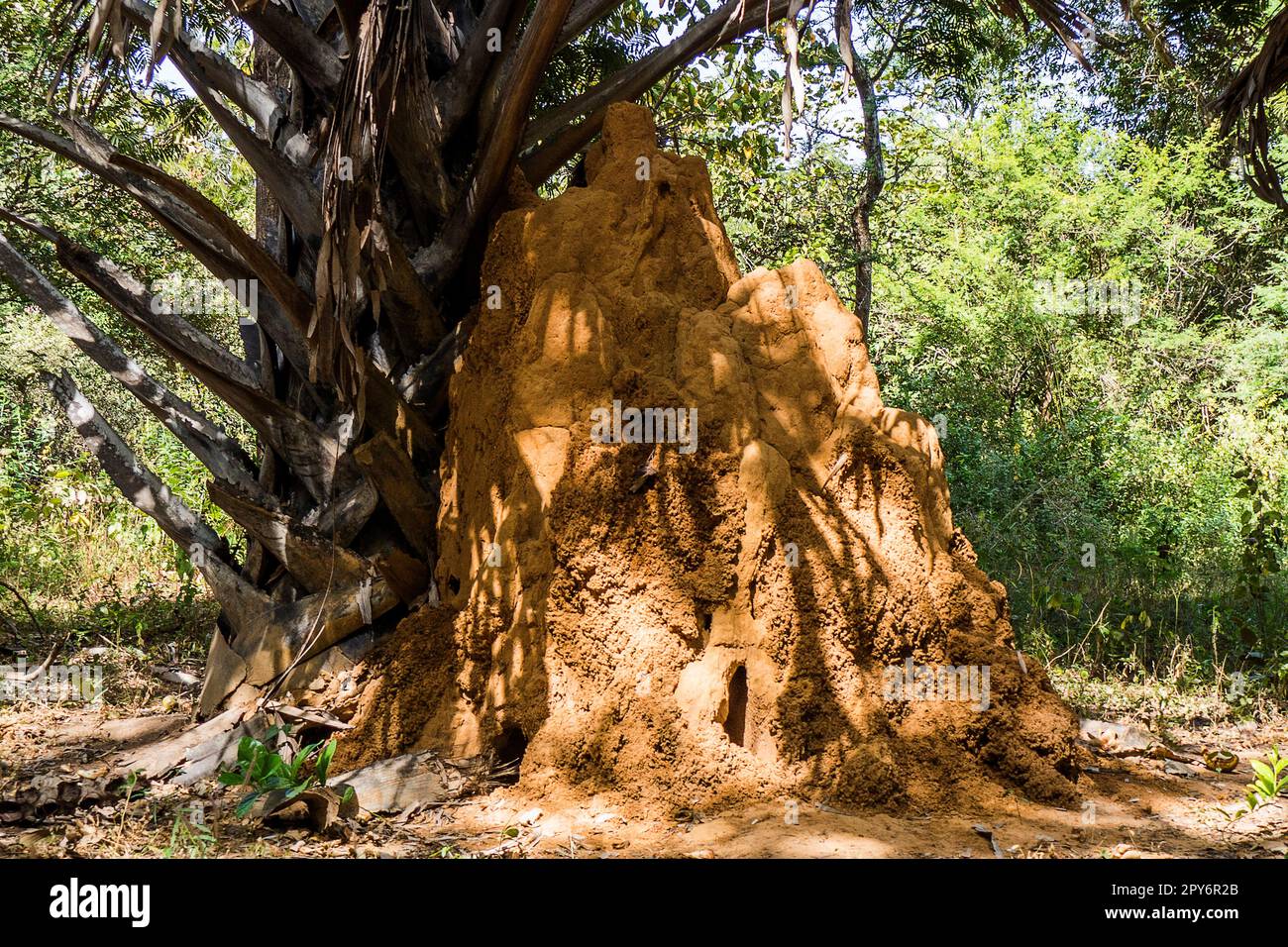 Gambia - Banjul, Makasutu National Park - Termite Mounds - Makasutu ...