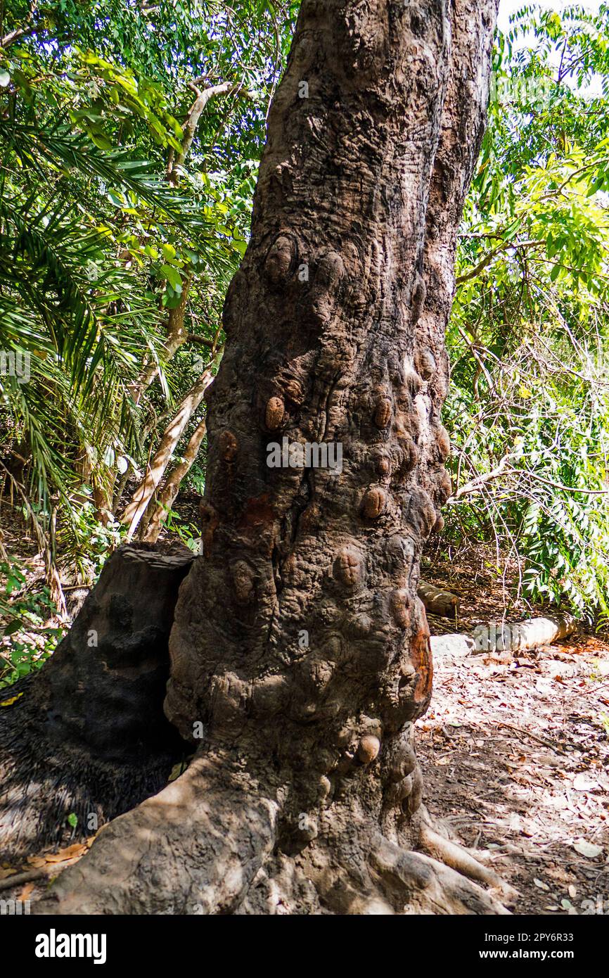 Gambia - Banjul, Makasutu National Park - Cinnamon Tree in the Makasutu ...