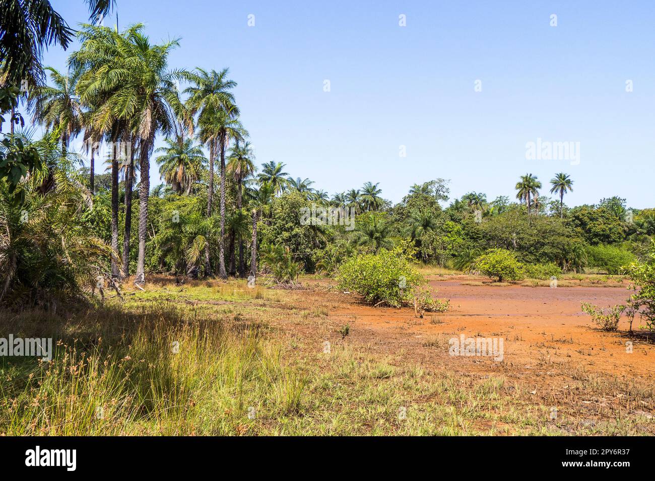 Gambia - Banjul, Makasutu National Park - Makasutu Culture Forest in ...