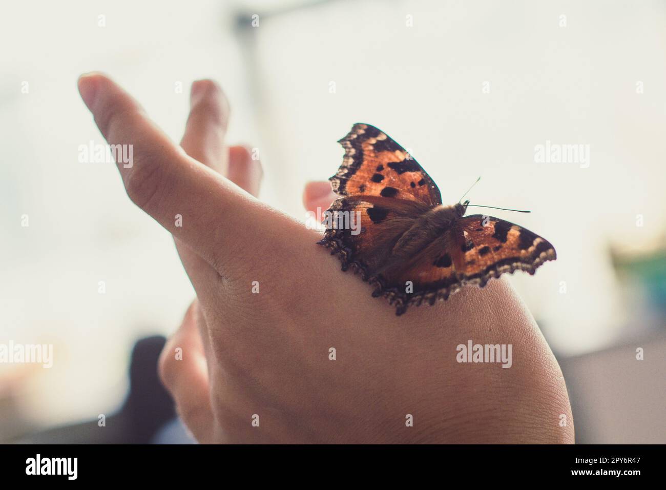 Side view of butterfly hi-res stock photography and images - Alamy