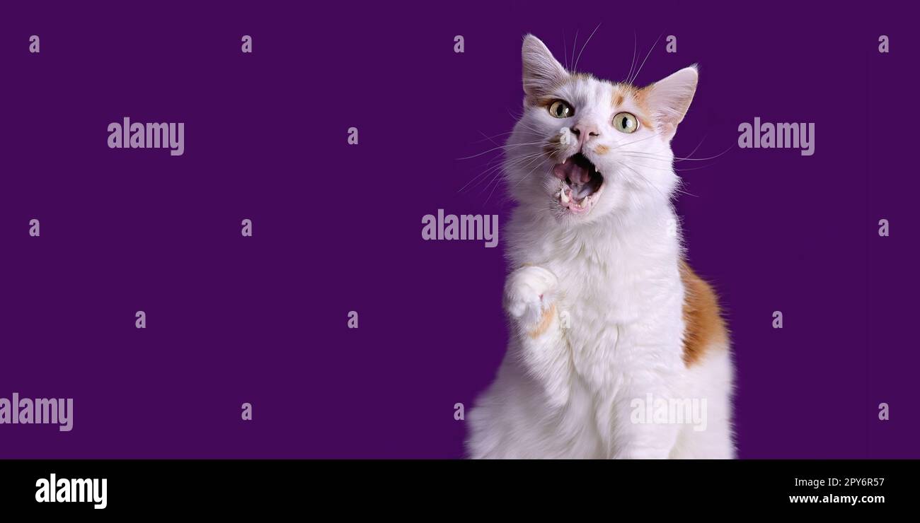 Funny tabby cat raising paw and making funny face with mouth open on ...