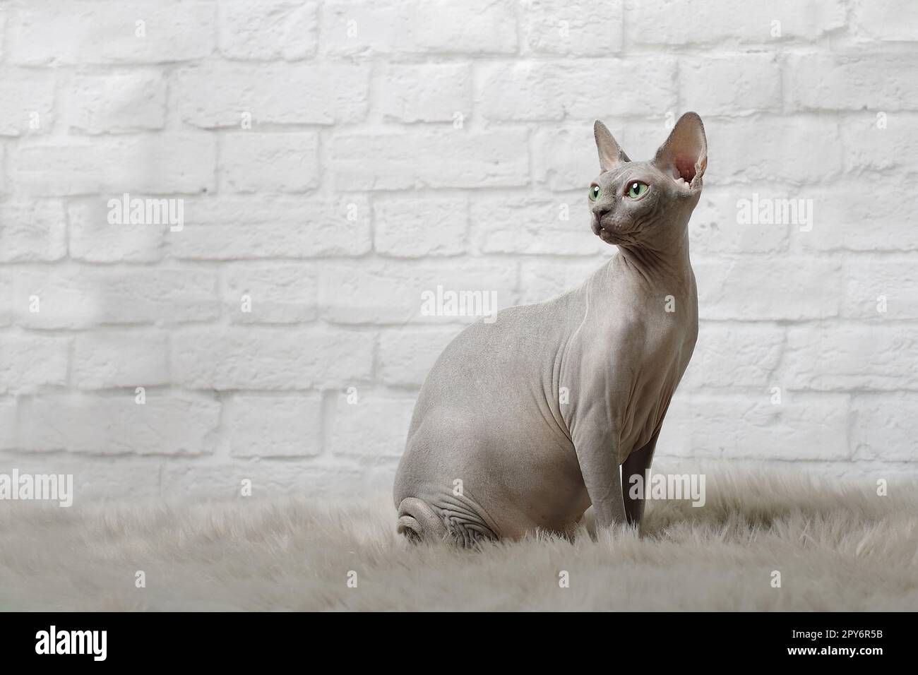 Sphynx Hairless Cat sitting on a fur blanket and looking away ...