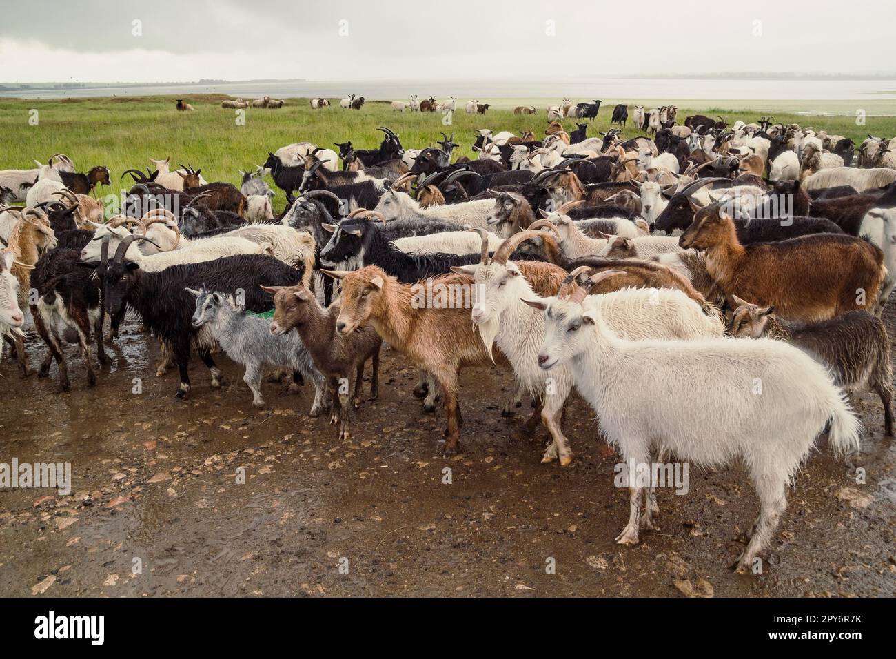 Domestic goats of different colours landscape photo Stock Photo - Alamy
