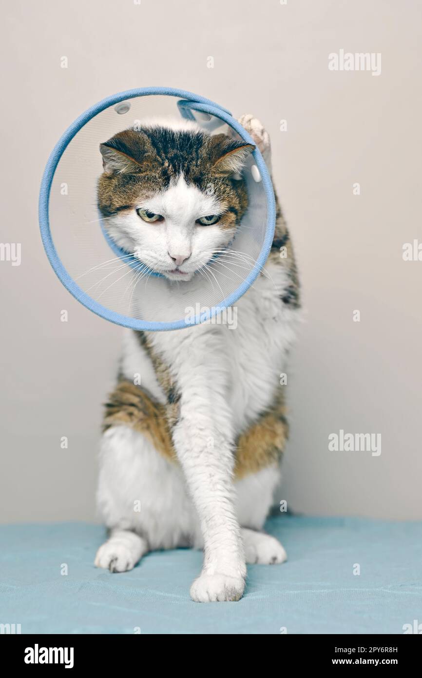 Old tabby cat is annoyed by the protective Elizabethan cone. Vertical ...