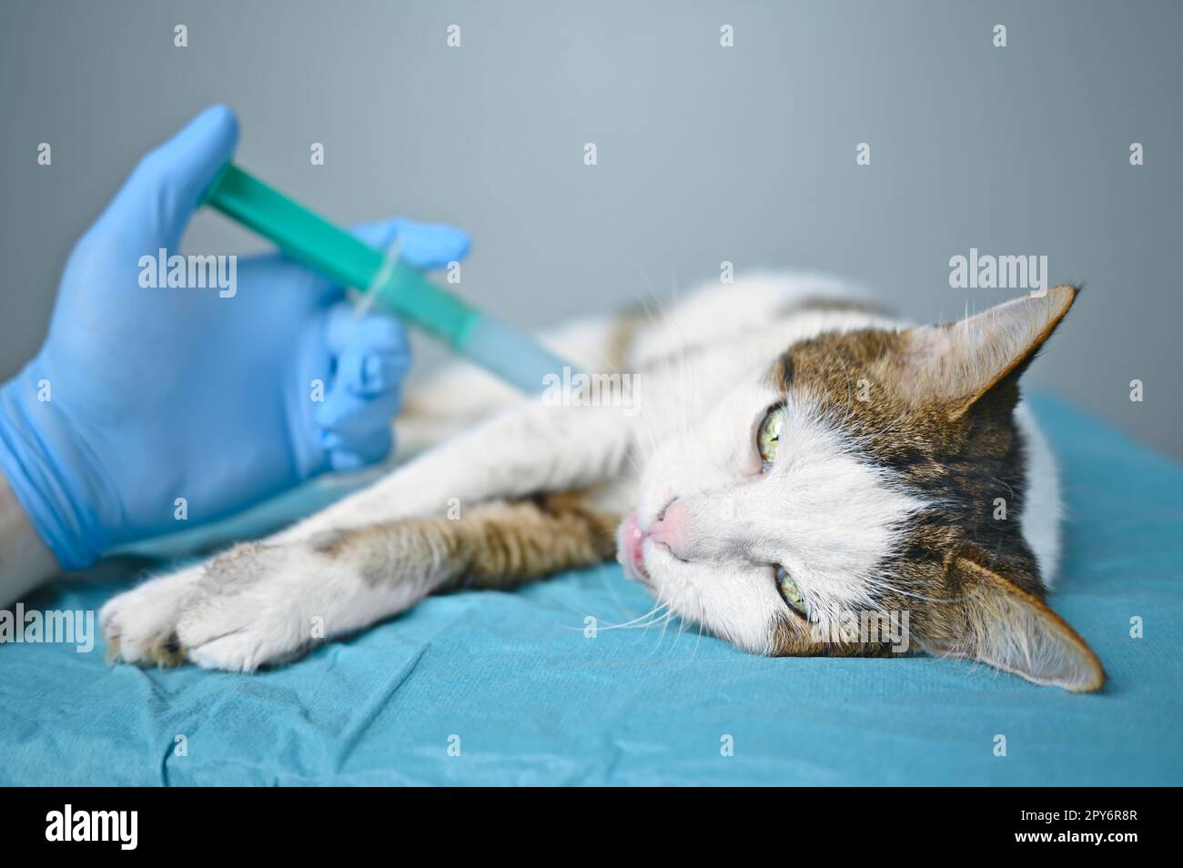Old tabby cat hi-res stock photography and images - Alamy