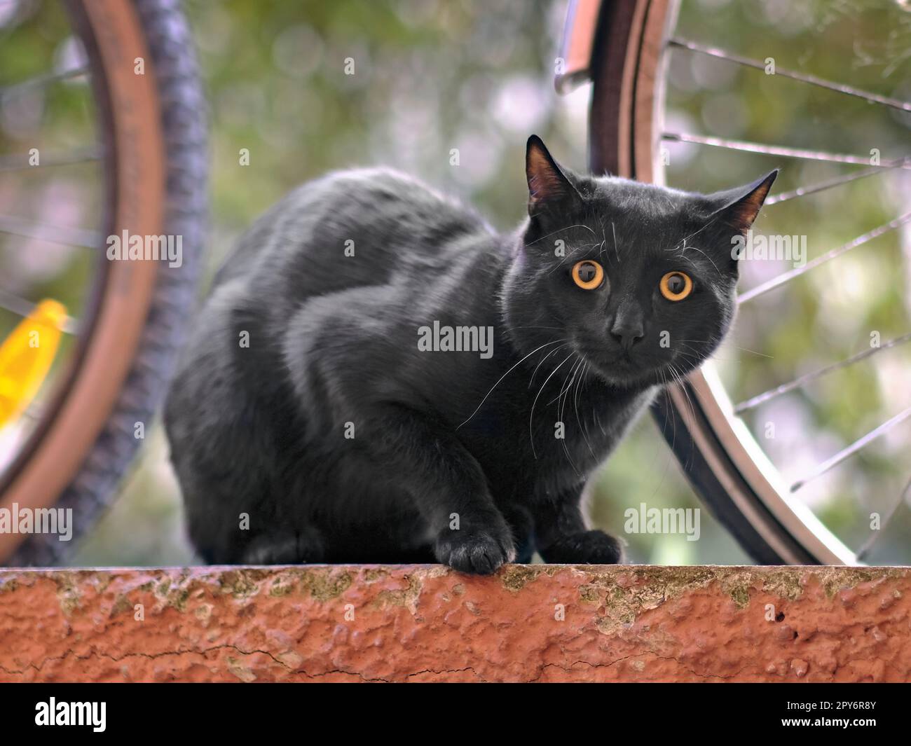 Cat looking at camera stress hi-res stock photography and images - Alamy