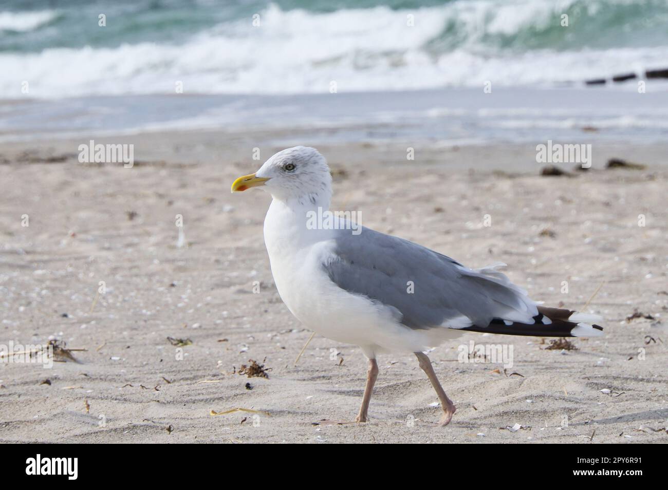 Seashore perspective hi-res stock photography and images - Alamy