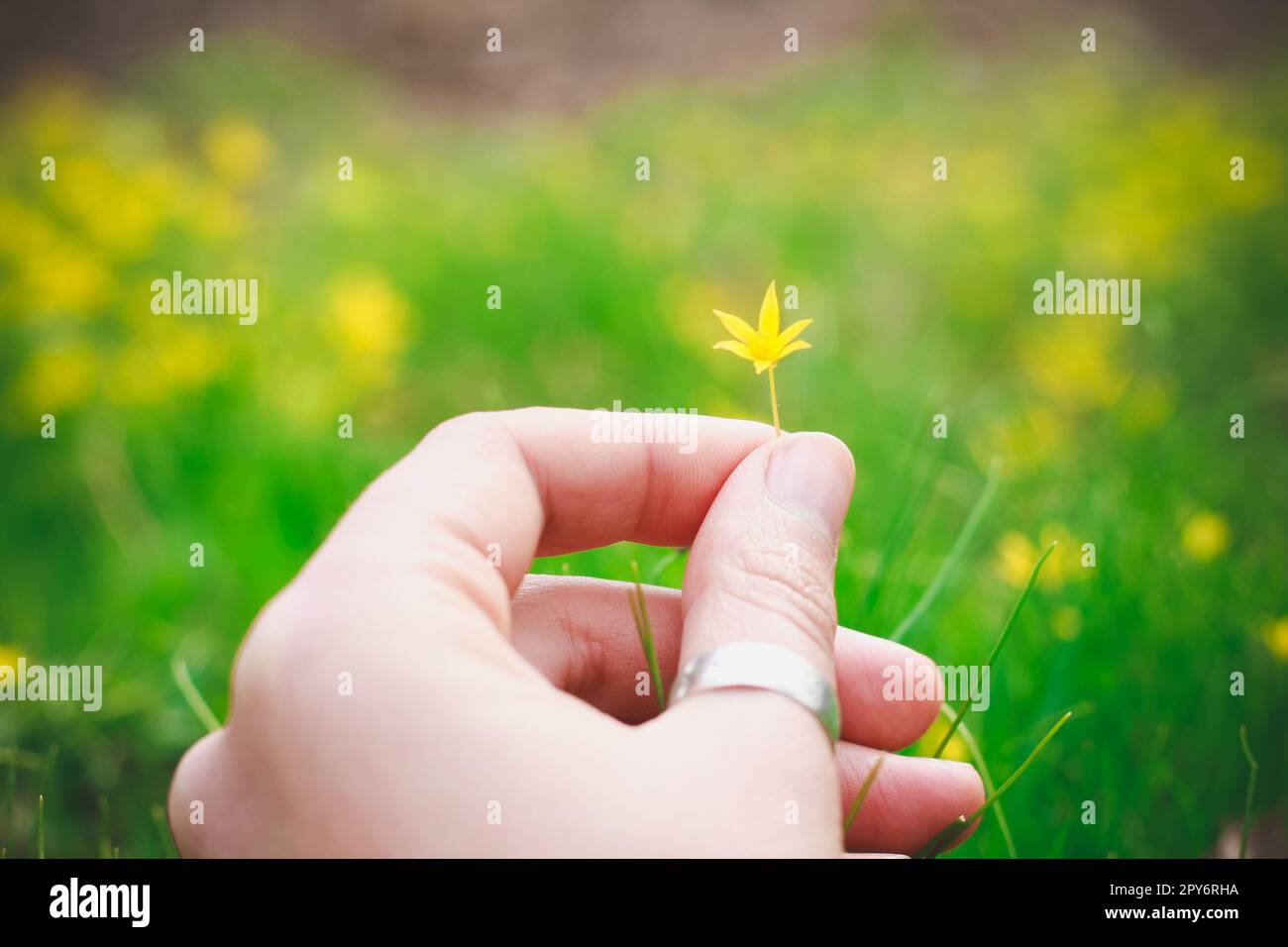 Lady finger flower hi-res stock photography and images - Alamy