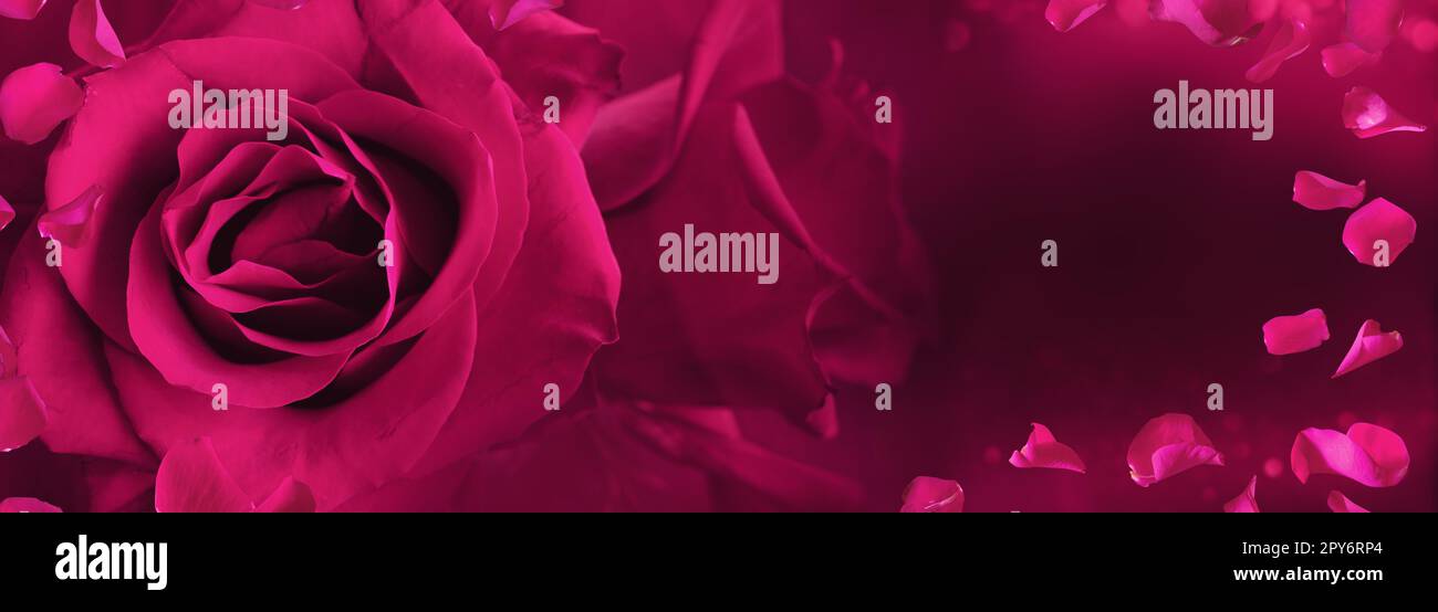 Floating roses hi-res stock photography and images - Alamy