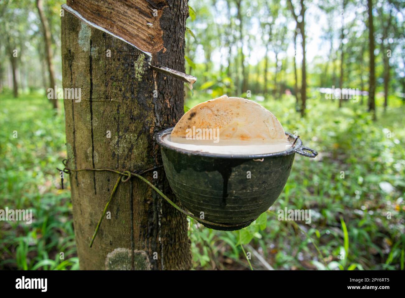 THAILAND PRACHUAP BANG SAPHAN RUBBER TREE Stock Photo - Alamy
