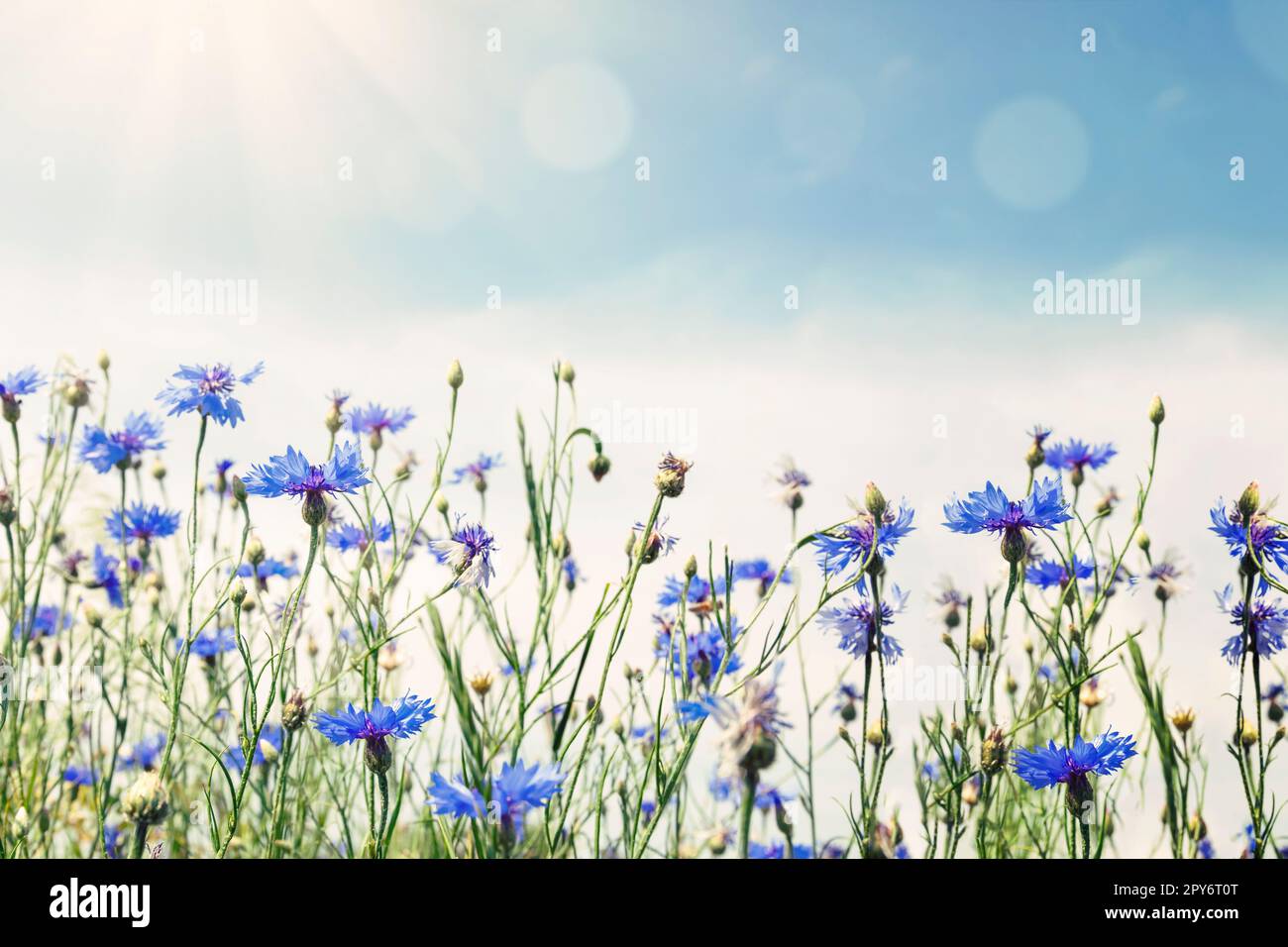 Sunny flowers hi-res stock photography and images - Alamy