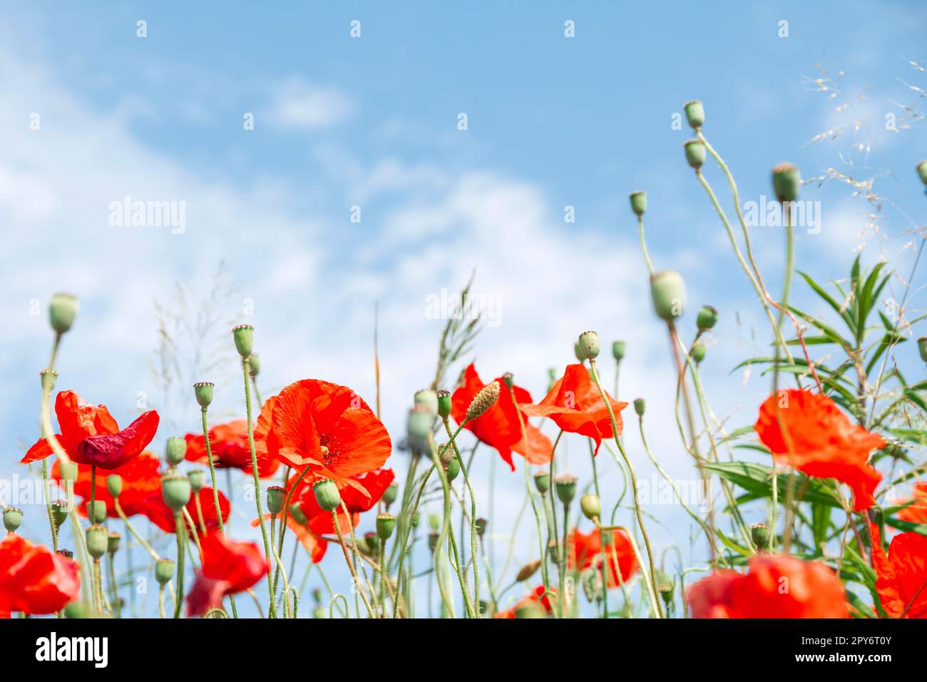 Sunny meadow with red poppy flowers Stock Photo - Alamy