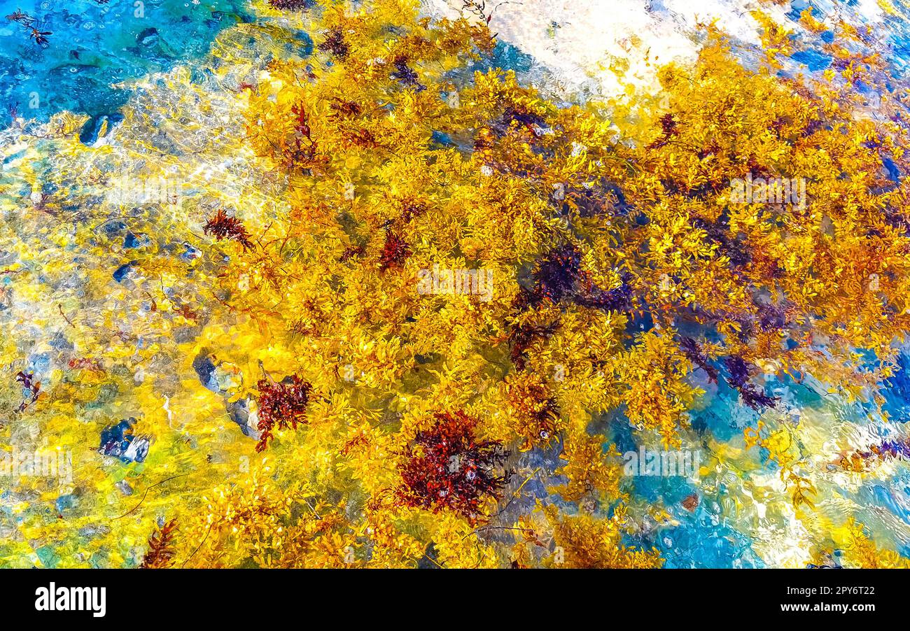 Filthy beach hi-res stock photography and images - Alamy