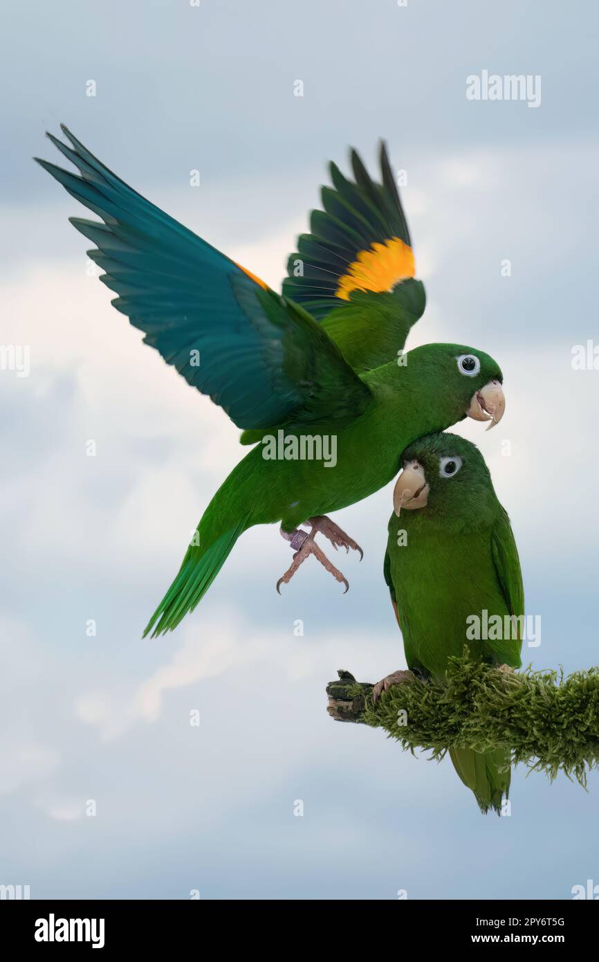 Golden winged parakeet hi-res stock photography and images - Alamy