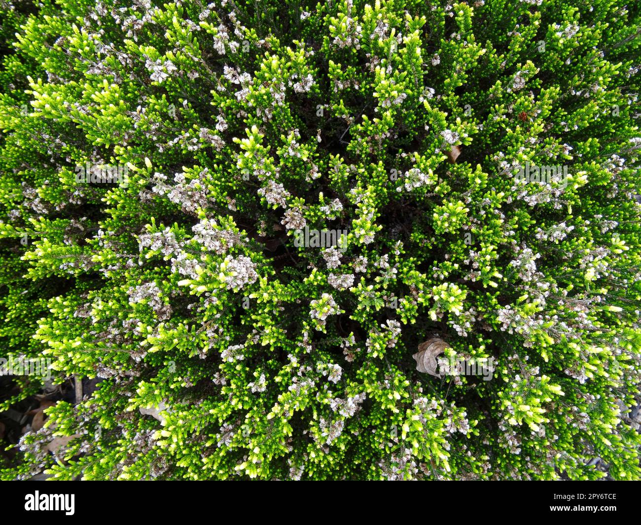 Calluna vulgaris 'Kirby White’, heather 'Kirby White’. Natural close up ...