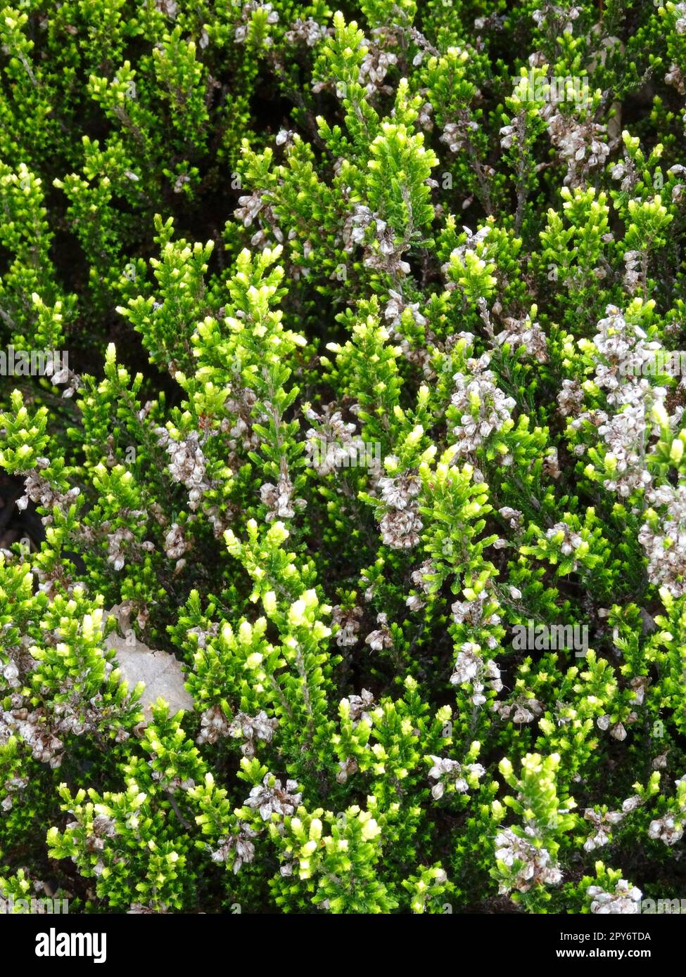 Calluna vulgaris 'Kirby White’, heather 'Kirby White’. Natural close up ...