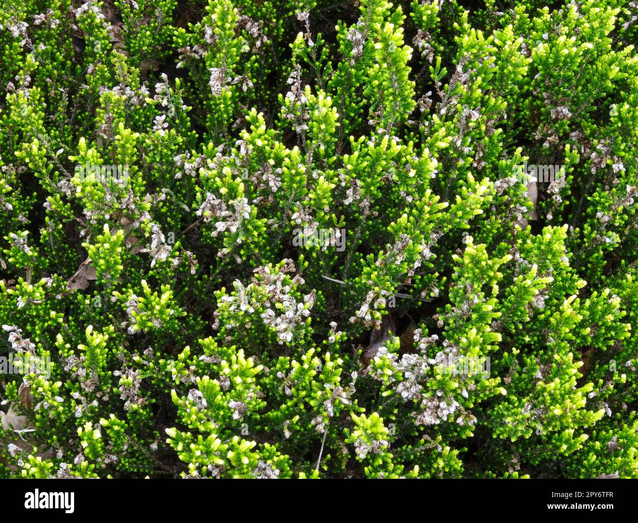 Calluna vulgaris 'Kirby White’, heather 'Kirby White’. Natural close up ...