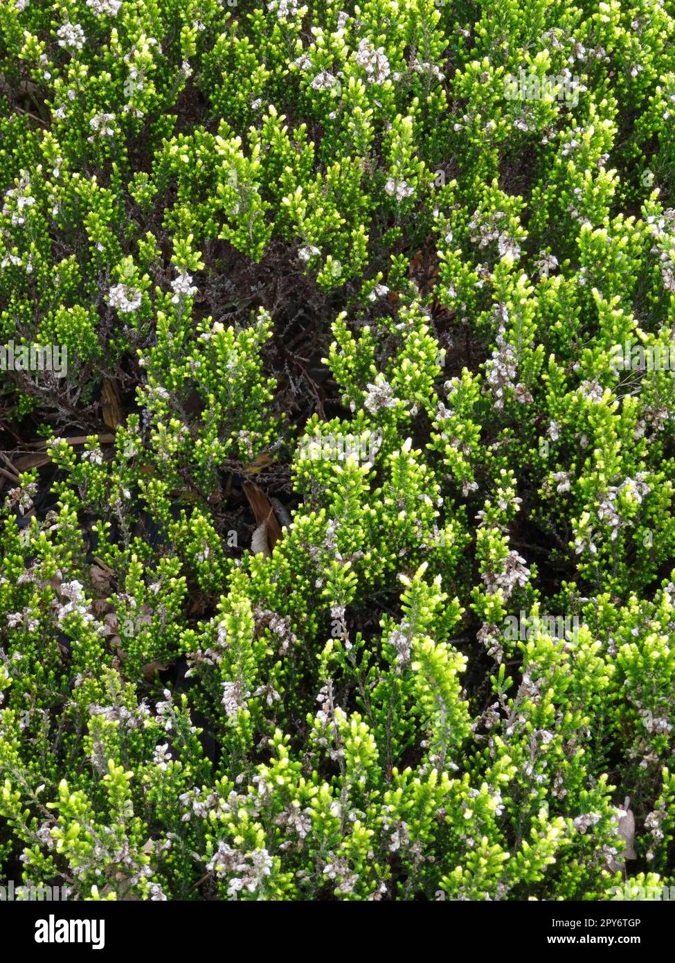 Calluna vulgaris 'Kirby White’, heather 'Kirby White’. Natural close up ...