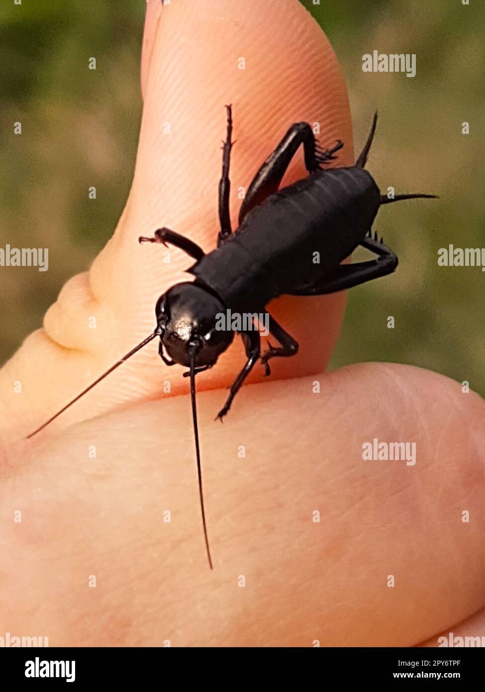 Close up images of insects hi-res stock photography and images - Alamy