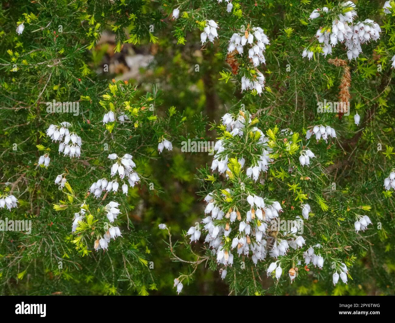 Free flowering Erica x Veitchii 'gold tip’g in spring sunshine. Natural ...