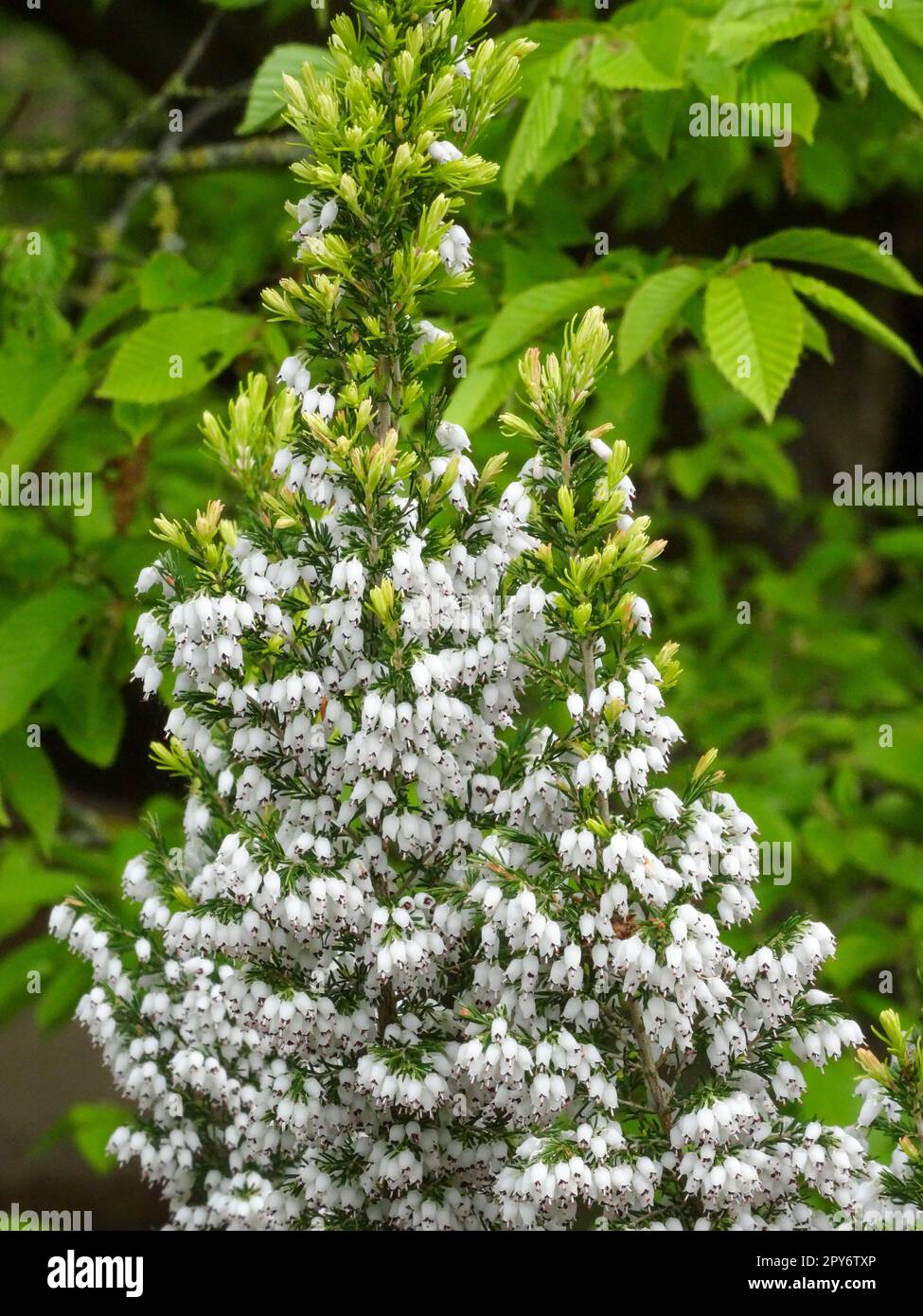 Free flowering Erica x Veitchii 'gold tip’g in spring sunshine. Natural ...