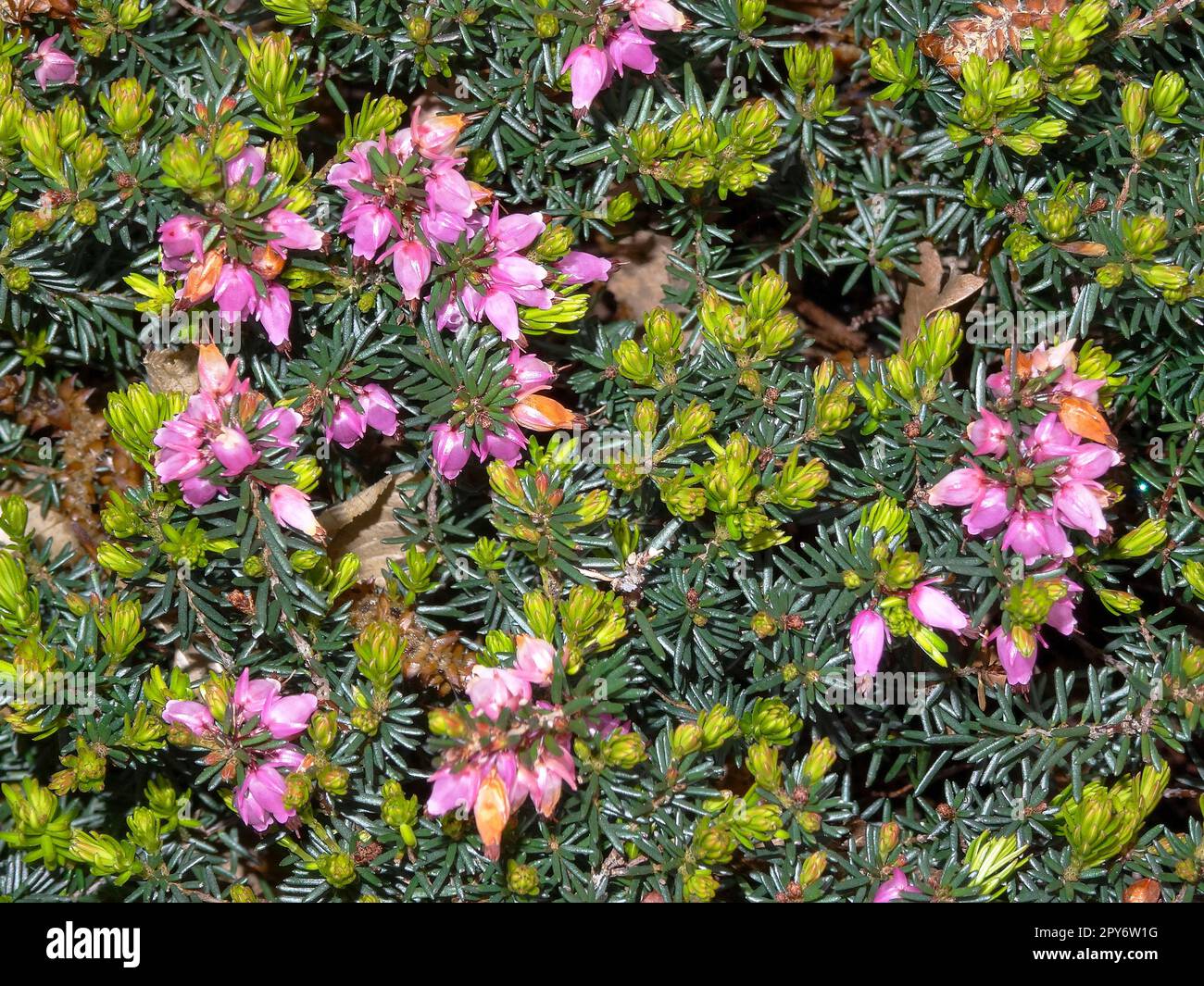 Erica x Darleyensis (winter suprise), Erica × darleyensis 'Winter ...