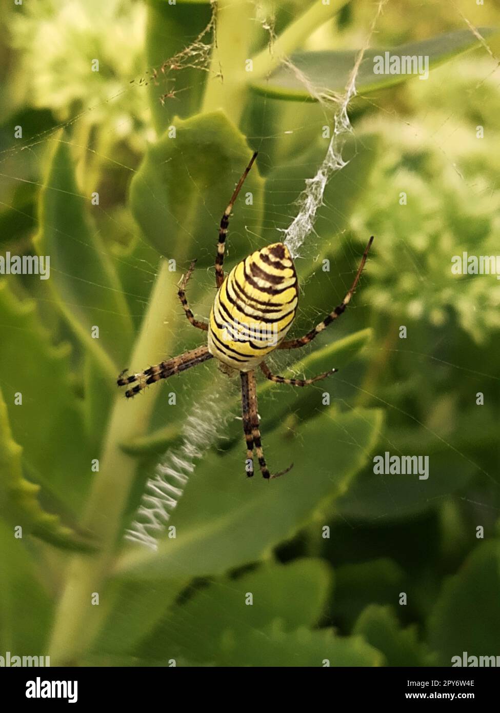 Wasp spider in the web close-up Stock Photo - Alamy