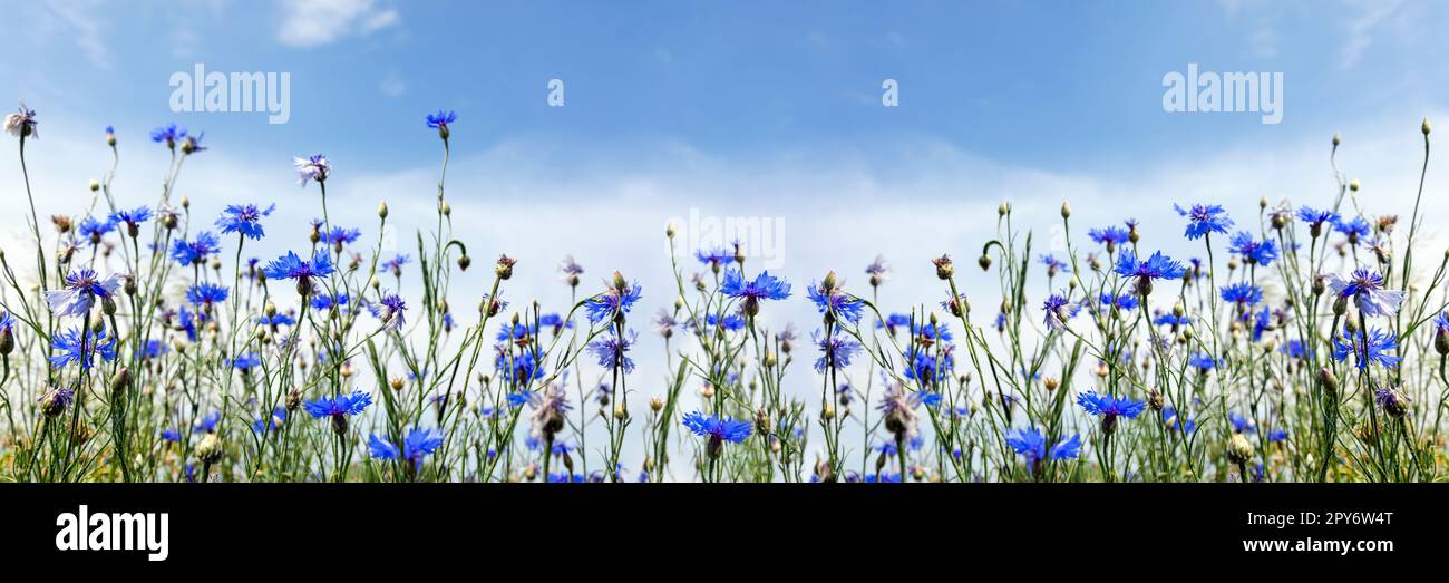 Blue sky blue flowers hi-res stock photography and images - Alamy