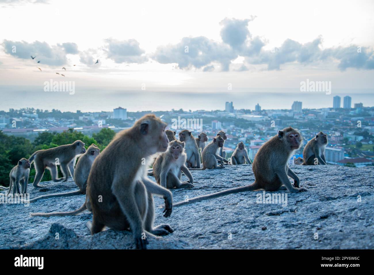 City of monkeys hi-res stock photography and images - Alamy