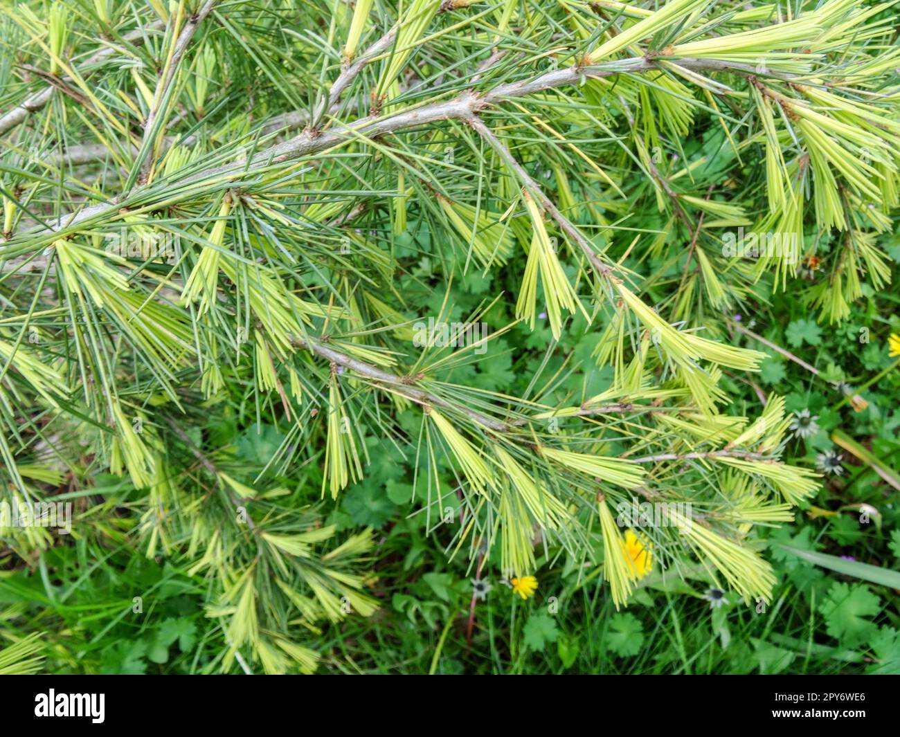 Low hanging, weeping, Cedrus Deodara Golden Horizon. Natural close up ...