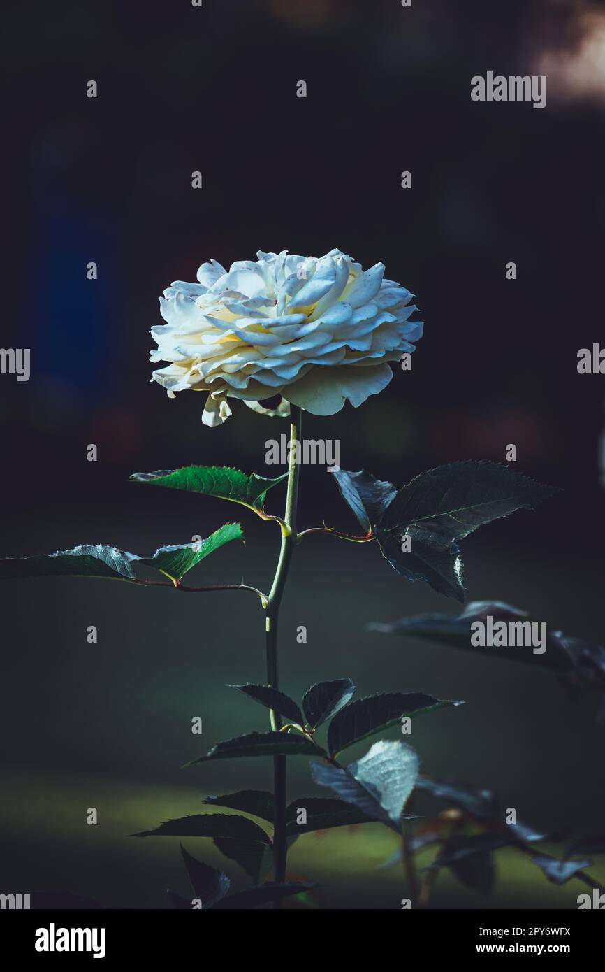 White rose in dark background, White rose of york Stock Photo - Alamy
