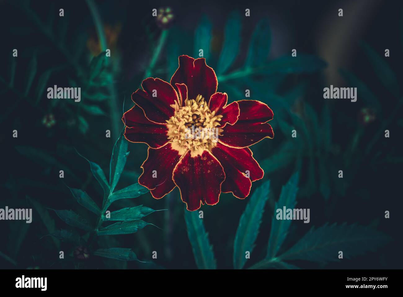 Marigold abstract hi-res stock photography and images - Alamy