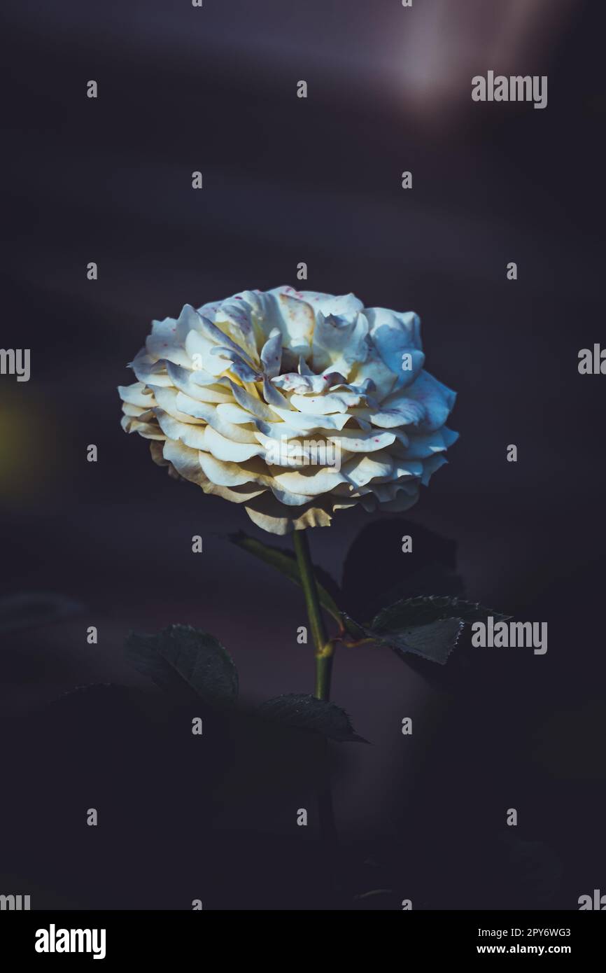 White rose in dark background, White rose of york Stock Photo - Alamy