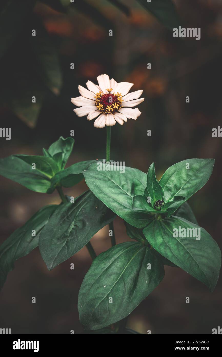 White Common zinnia, elegant zinnia flower in the garden with dark ...
